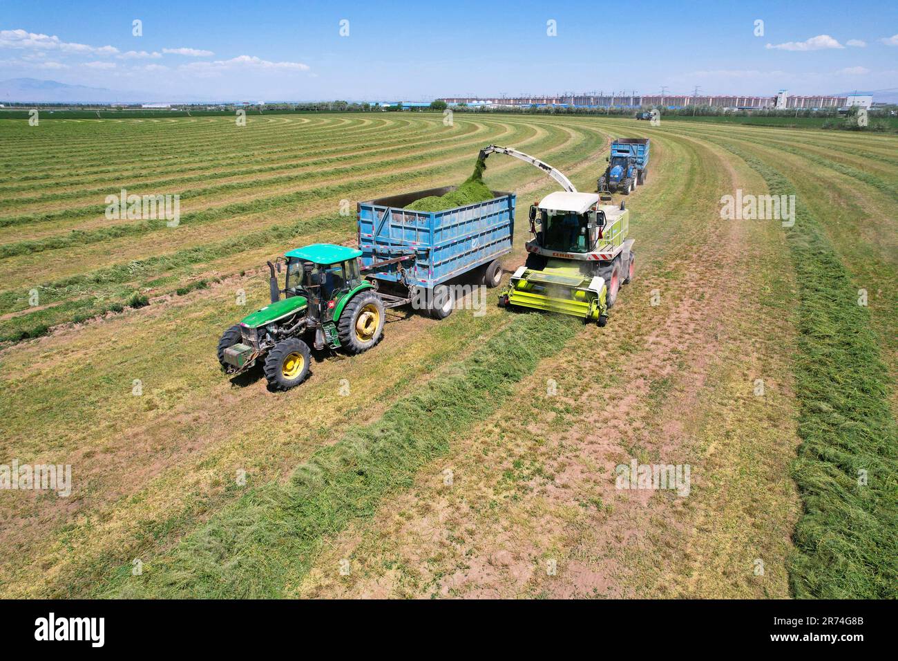 Workers harvest the alfalfa grown by an agricultural company in Minle ...