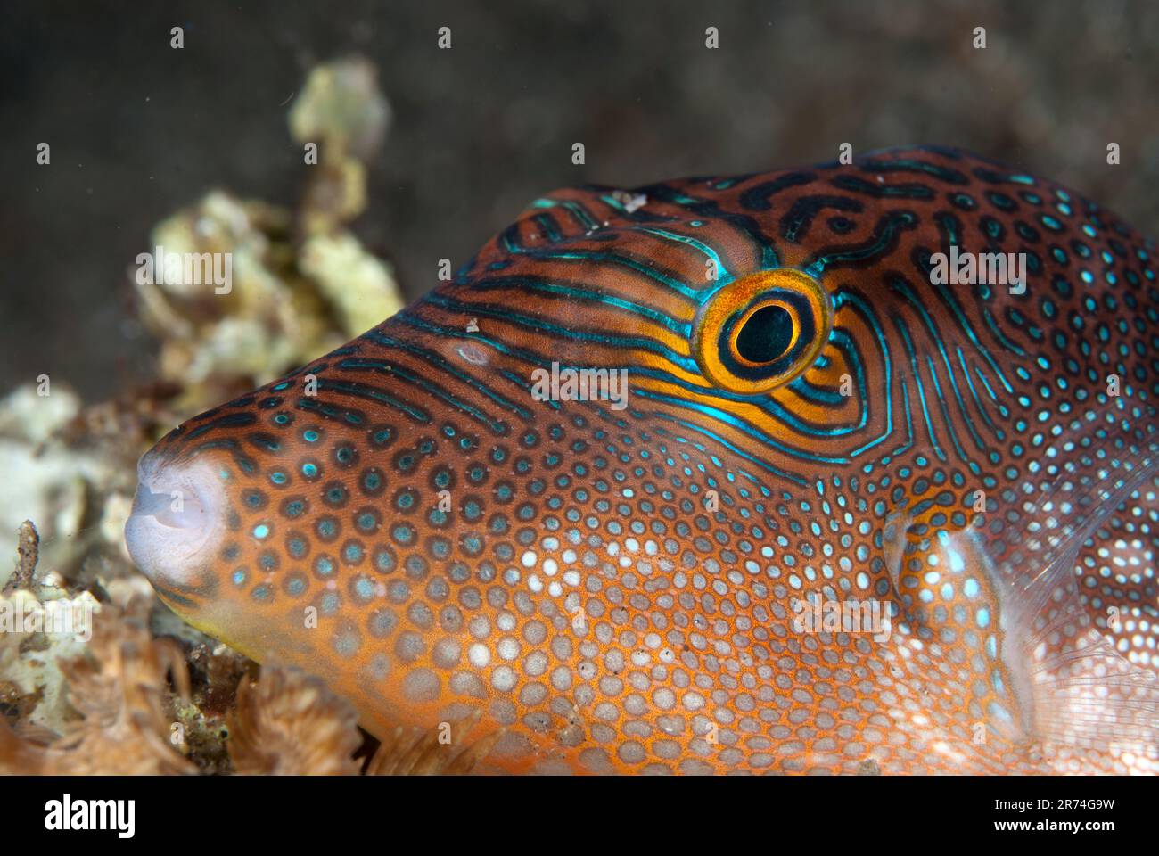 Fingerprint toby puffer fish canthigaster hi-res stock photography and ...
