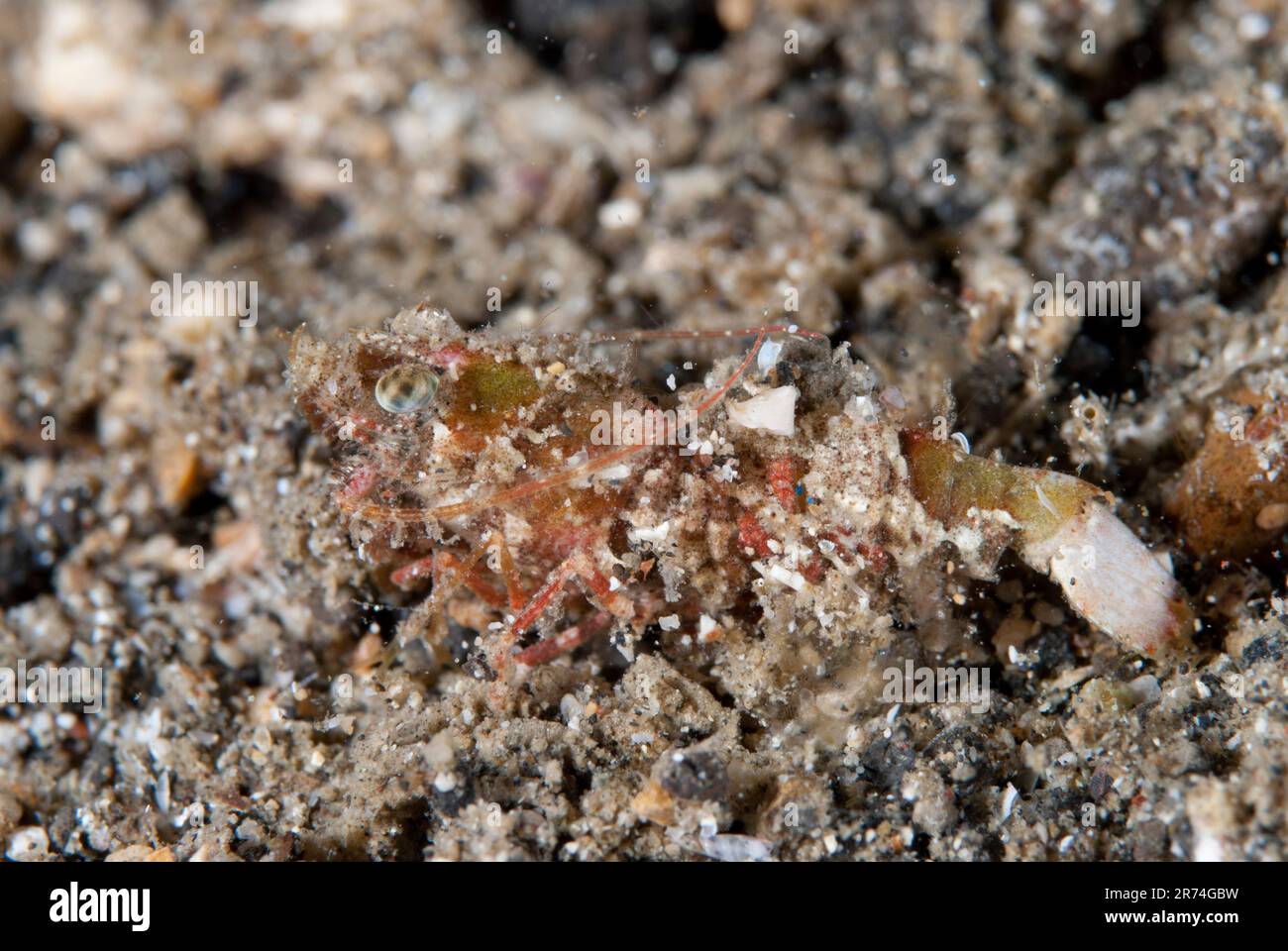 Rock Shrimp, Sicyonia sp, camouflaged on sand, night dive, Serena Besar ...