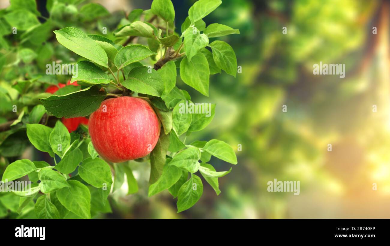 Horizontal banner with apple tree on sunny background. Ripe red apples ...