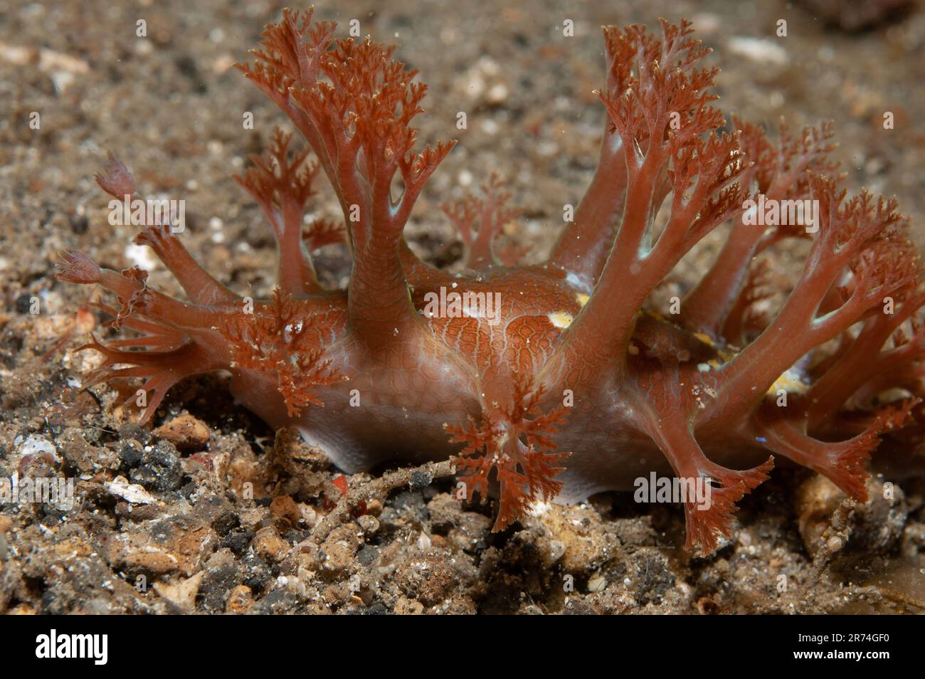 Mosaic Marionia Nudibranch, Marionia sp, on sand, night dive, Serena ...