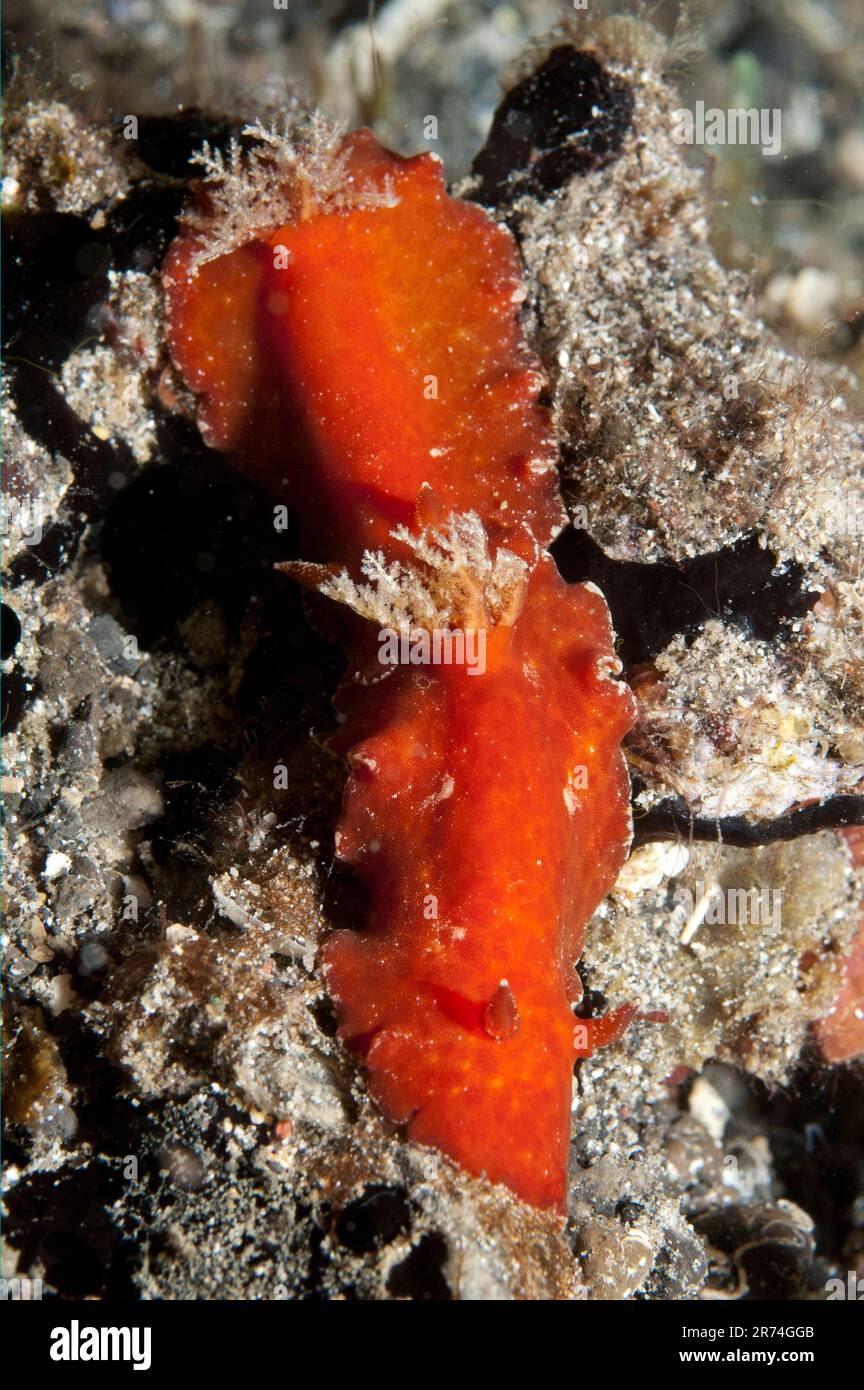 Pair of Head-patch Aldisa Nudibranches, Aldisa sp, night dive, Serena ...