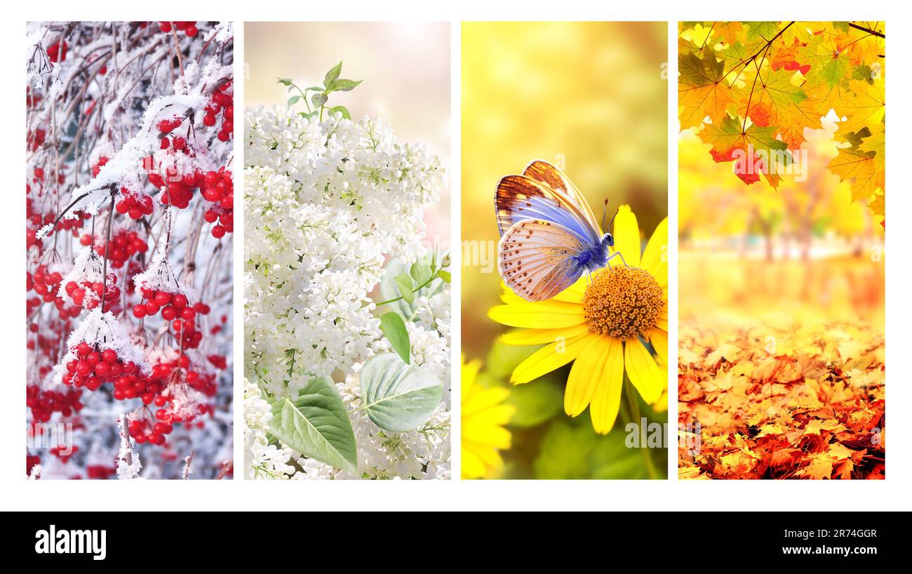 Four seasons of year. Set of vertical nature banners with winter, spring, summer and autumn ...