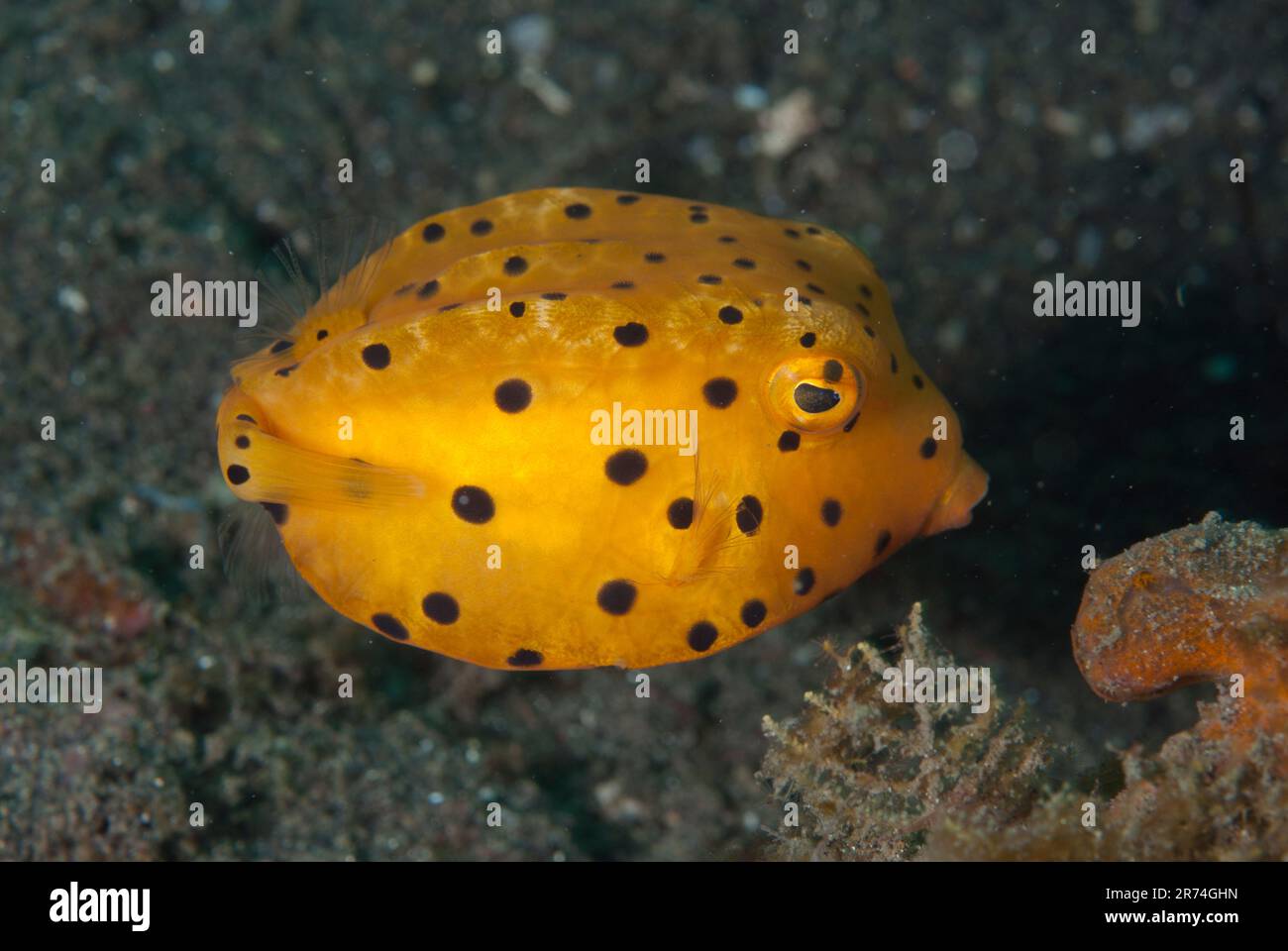 Juvenile Yellow Boxfish, Ostracion cubicus, Bronsel dive site, Lembeh ...
