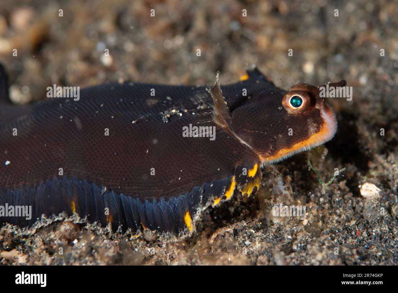 Juvenile Yellow-spotted Sole, Soleichthys sp, night dive, Aer Perang ...