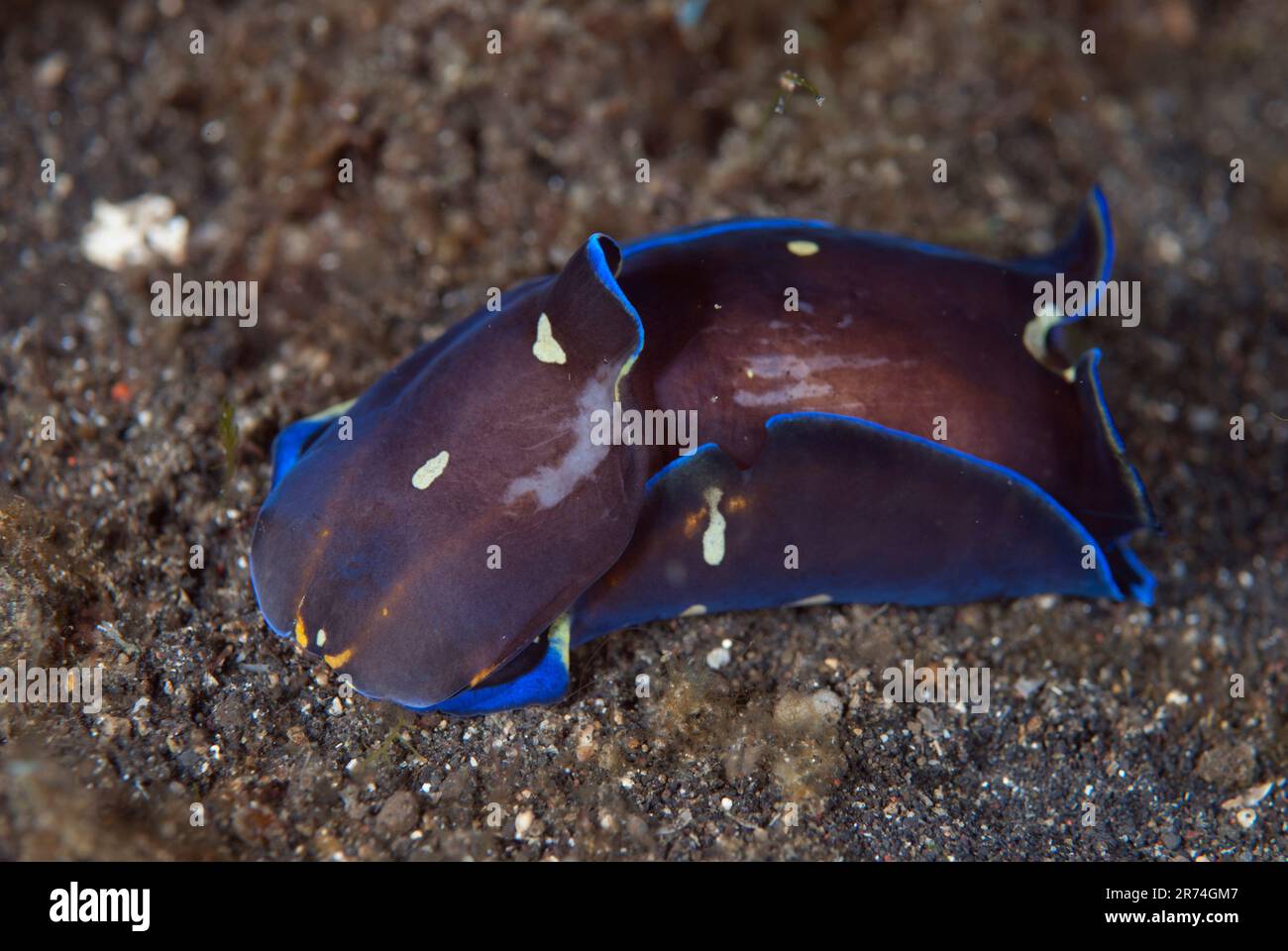 Showy headshield slug hi-res stock photography and images - Alamy