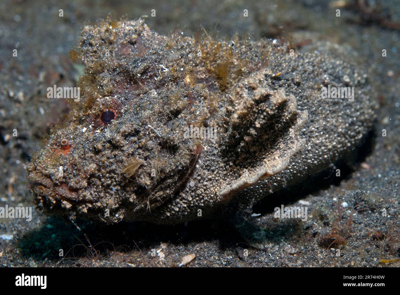 Sulu Velvetfish, Paraploactis obbesi, on sand, Hairball dive site ...