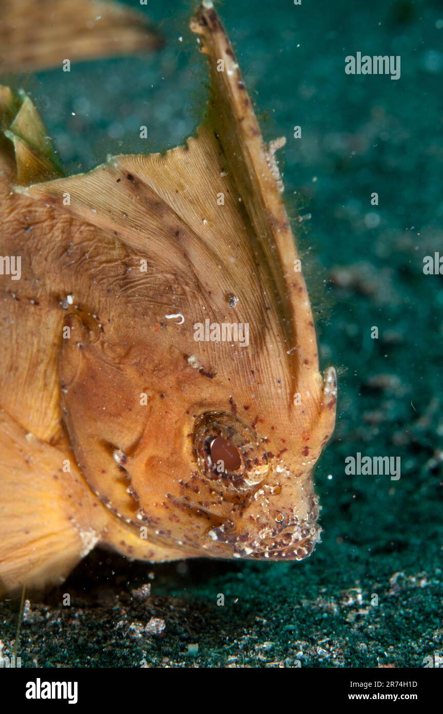 Spiny Waspfish, Ablabys macracanthus, on sand, Aer Bajo dive site ...