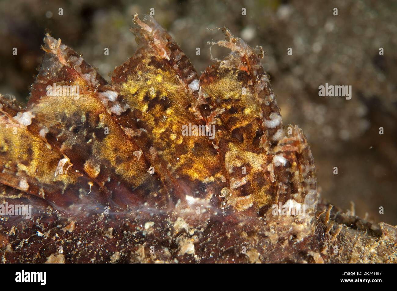 Scorpionfish, Scorpaenopsis sp, fin spines, Laha dive site, Ambon ...