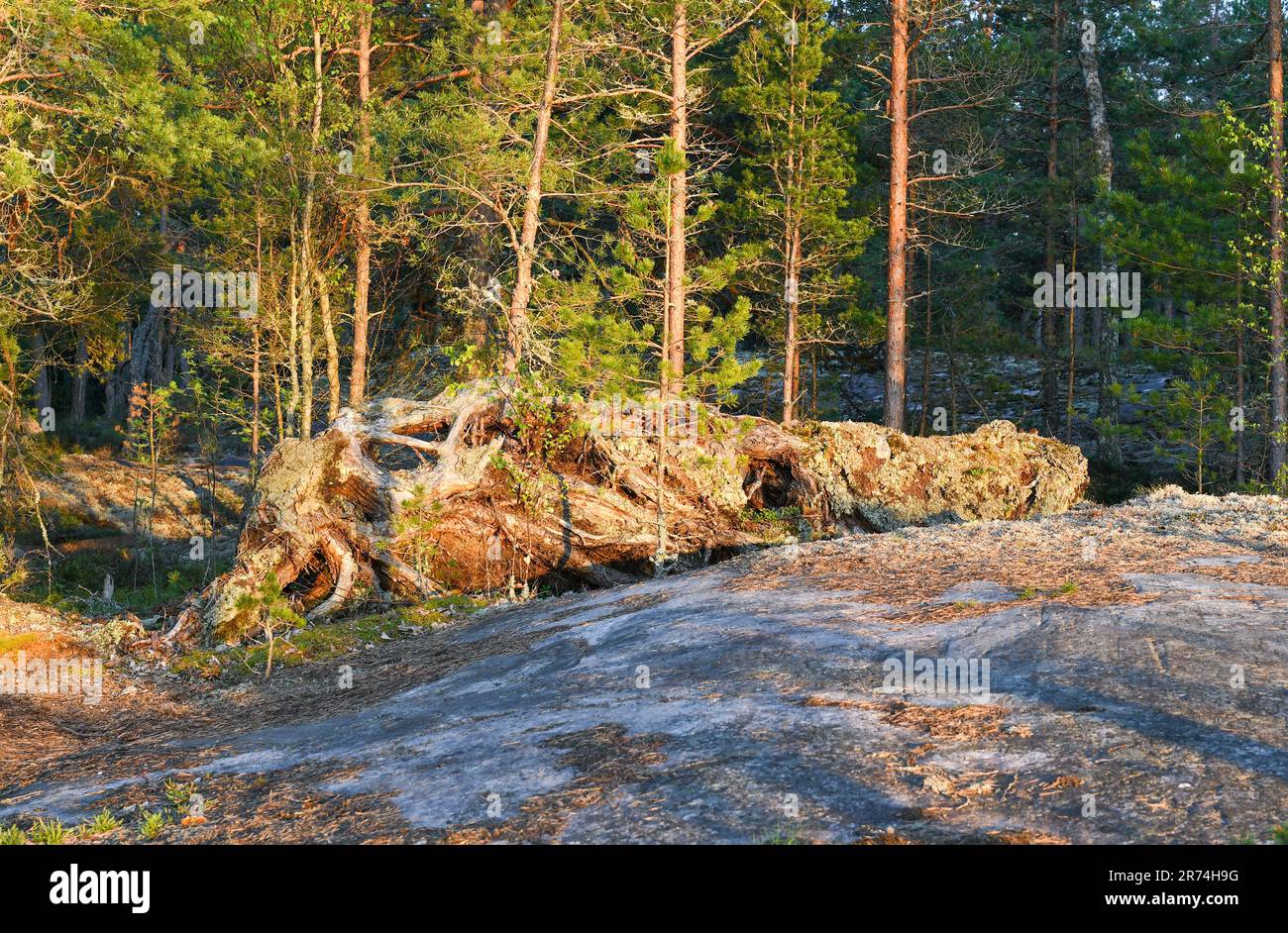 Rugged hill forest hi-res stock photography and images - Alamy