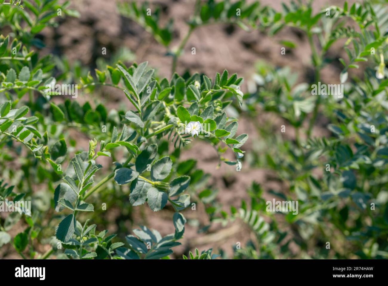 Chickpeas in garden with leaves. Chickpeas plant growing Stock Photo ...