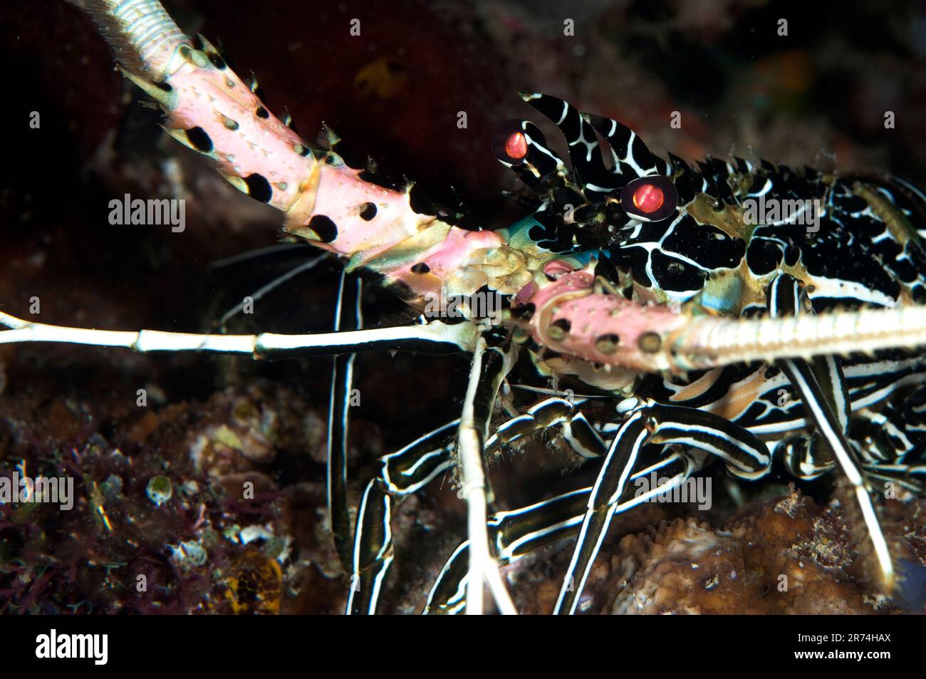 Painted Spiny Lobster, Panulirus versicolor, night dive, Maluku Divers ...