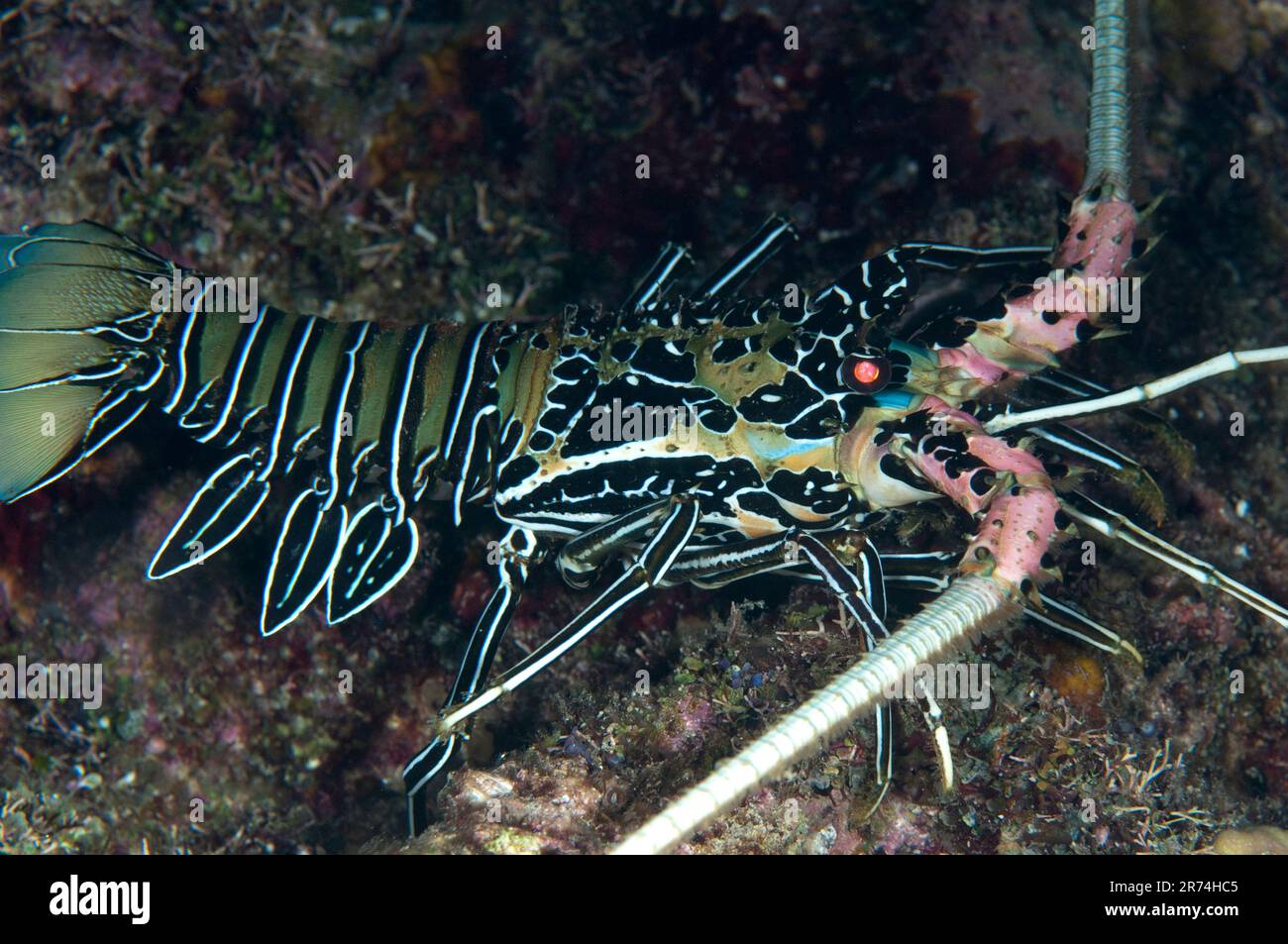 Painted Spiny Lobster, Panulirus versicolor, night dive, Maluku Divers ...