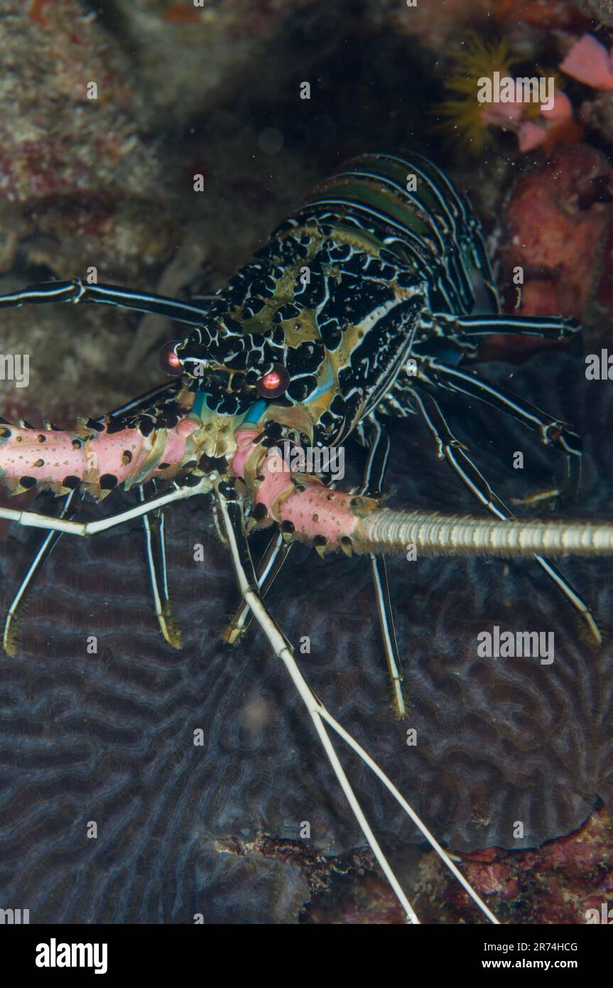 Painted Spiny Lobster, Panulirus versicolor, night dive, Maluku Divers ...