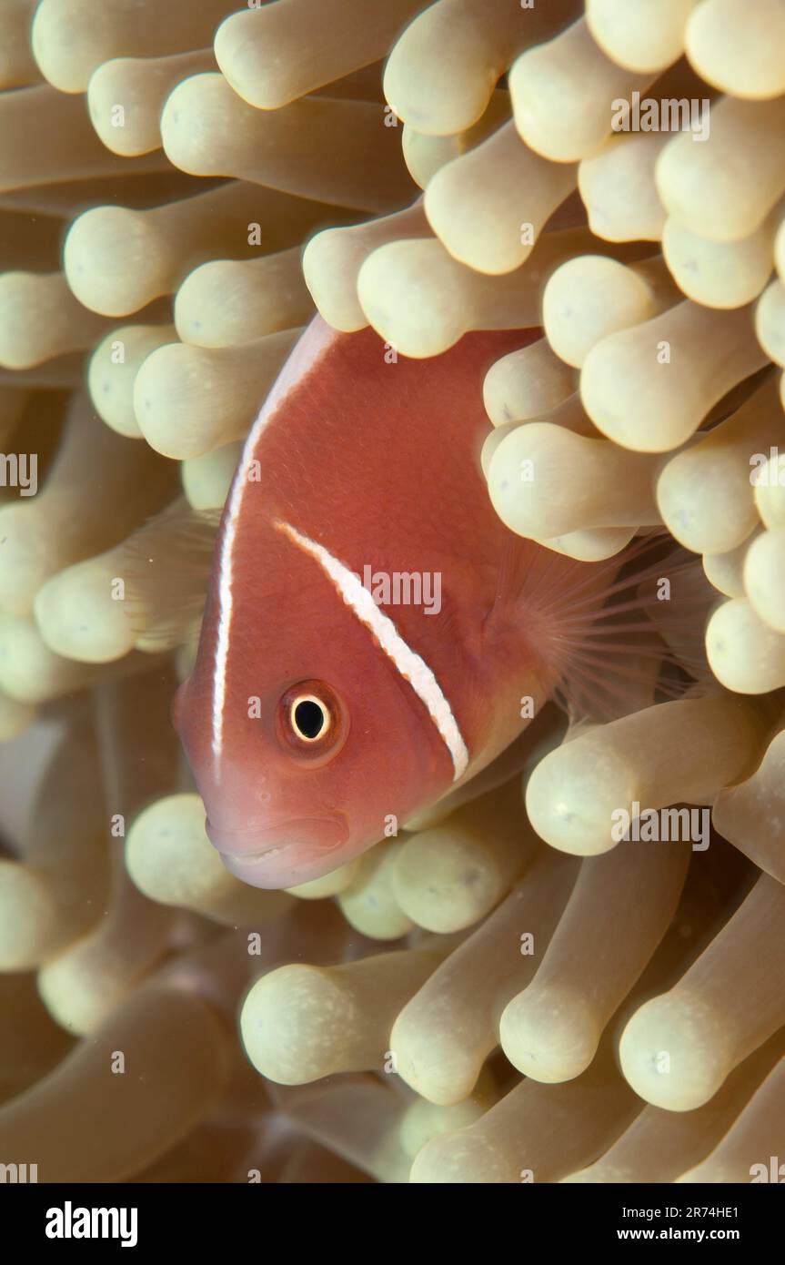 Pink Anemonefish, Amphiprion periderion, in Magnificent Sea Anemone ...