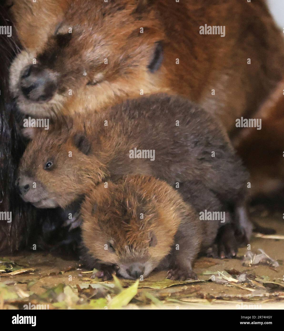 A photo shows newborn North American beaver (Castor canadensis) twins in Suita City, Osaka ...