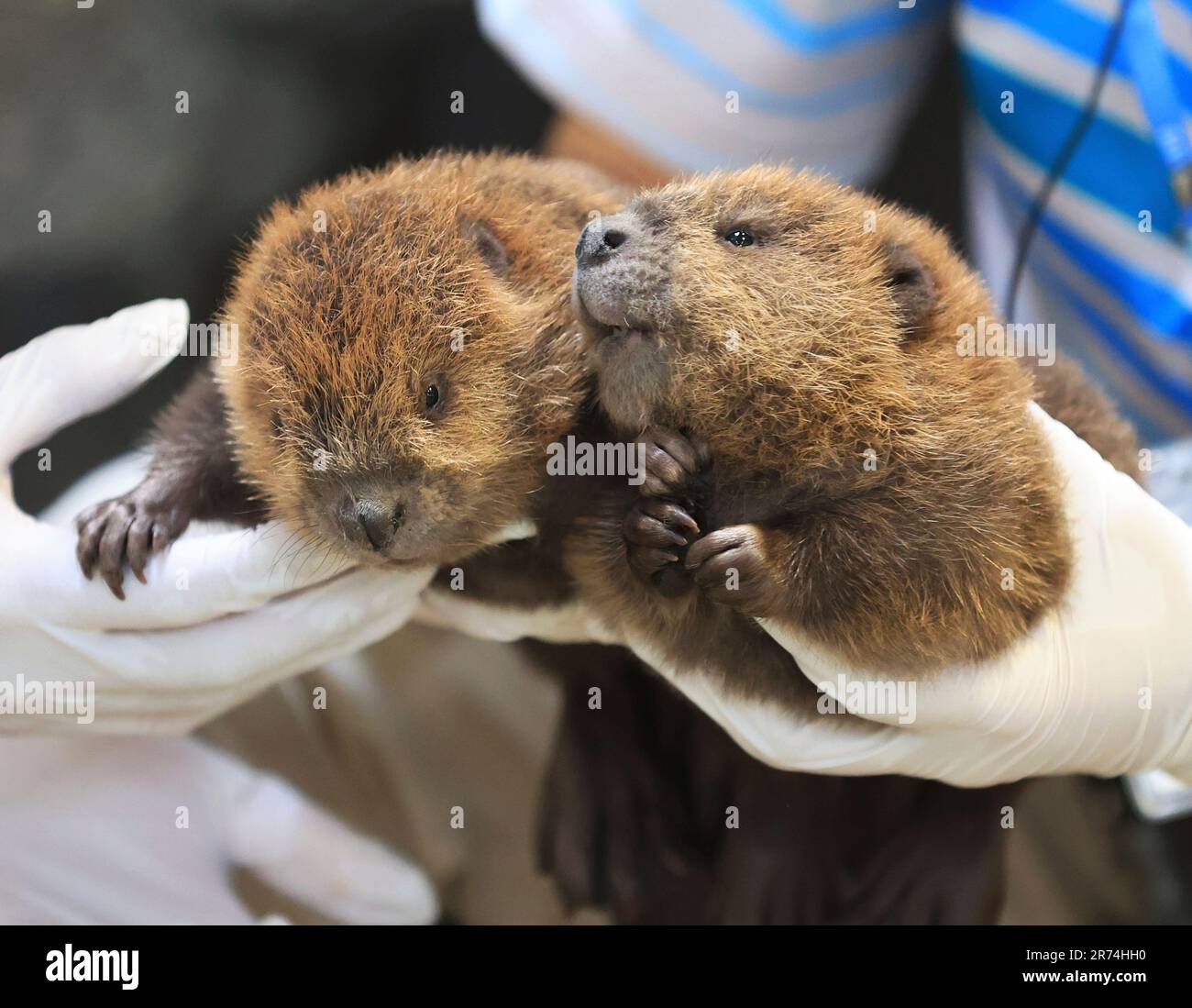A photo shows newborn North American beaver (Castor canadensis) twins in Suita City, Osaka ...
