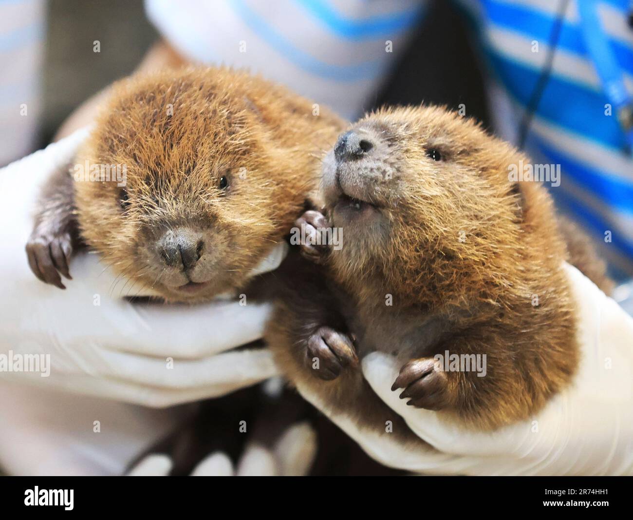 A photo shows newborn North American beaver (Castor canadensis) twins ...