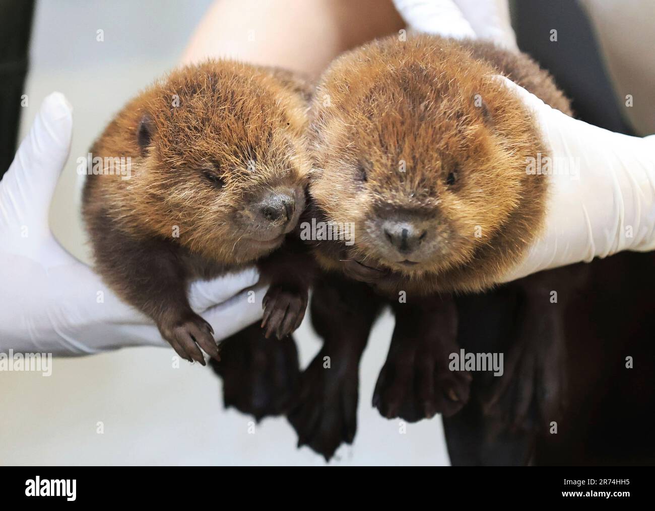 A photo shows newborn North American beaver (Castor canadensis) twins ...