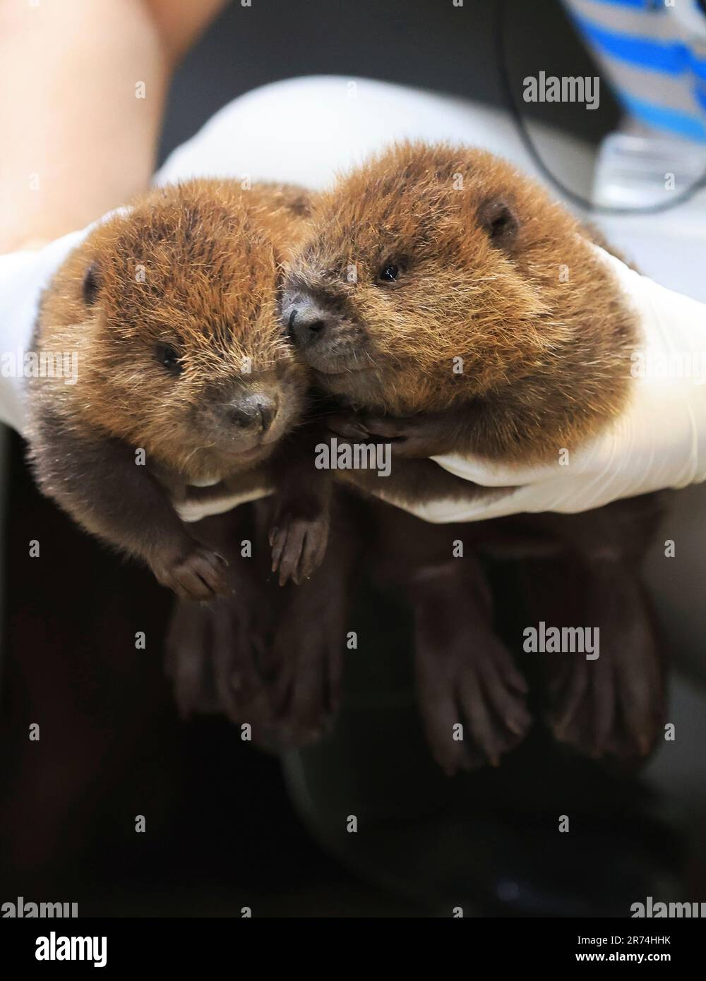 A photo shows newborn North American beaver (Castor canadensis) twins ...