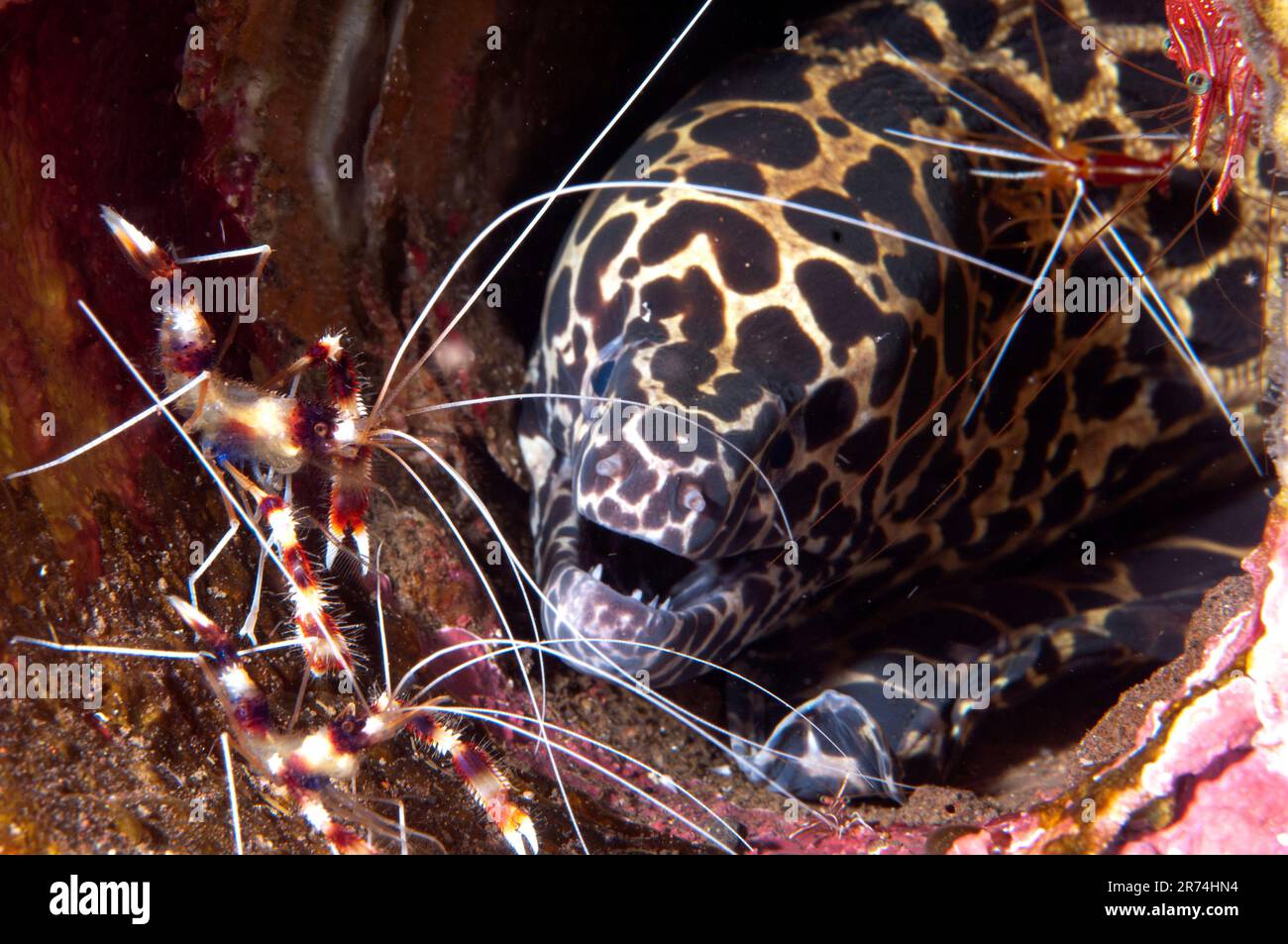 Boxer Shrimp, Stenopus hispidus, with Hump-back Cleaner Shrimp, Lysmata ...