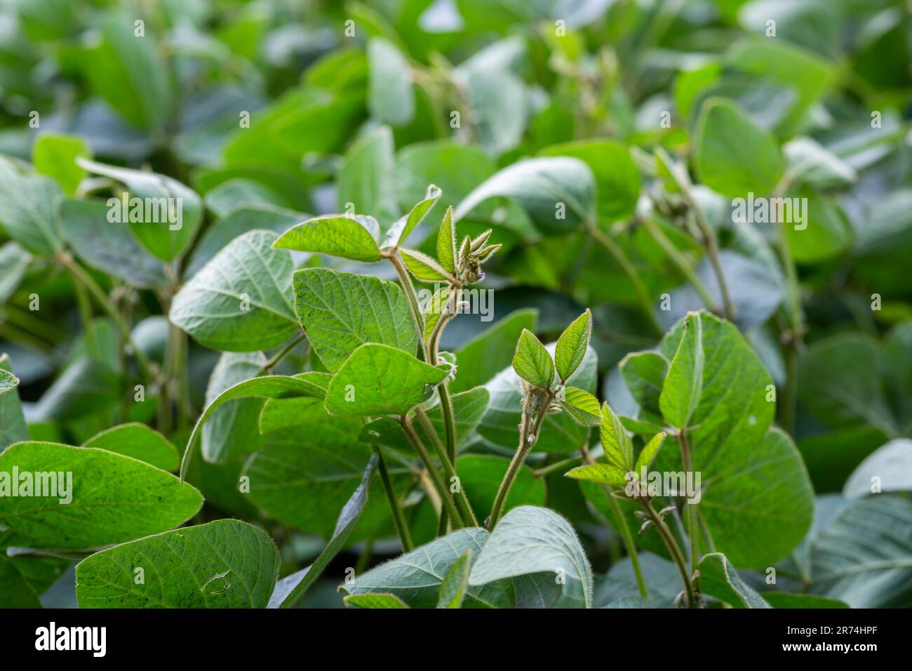 Young soybean plants with flowers on soybean cultivated field Stock ...