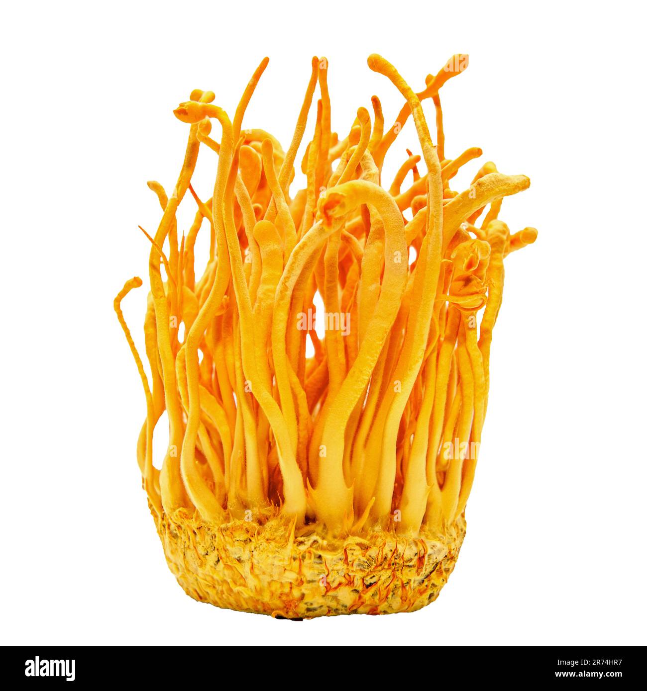 Organic cordyceps mushroom in transparent background Stock Photo - Alamy