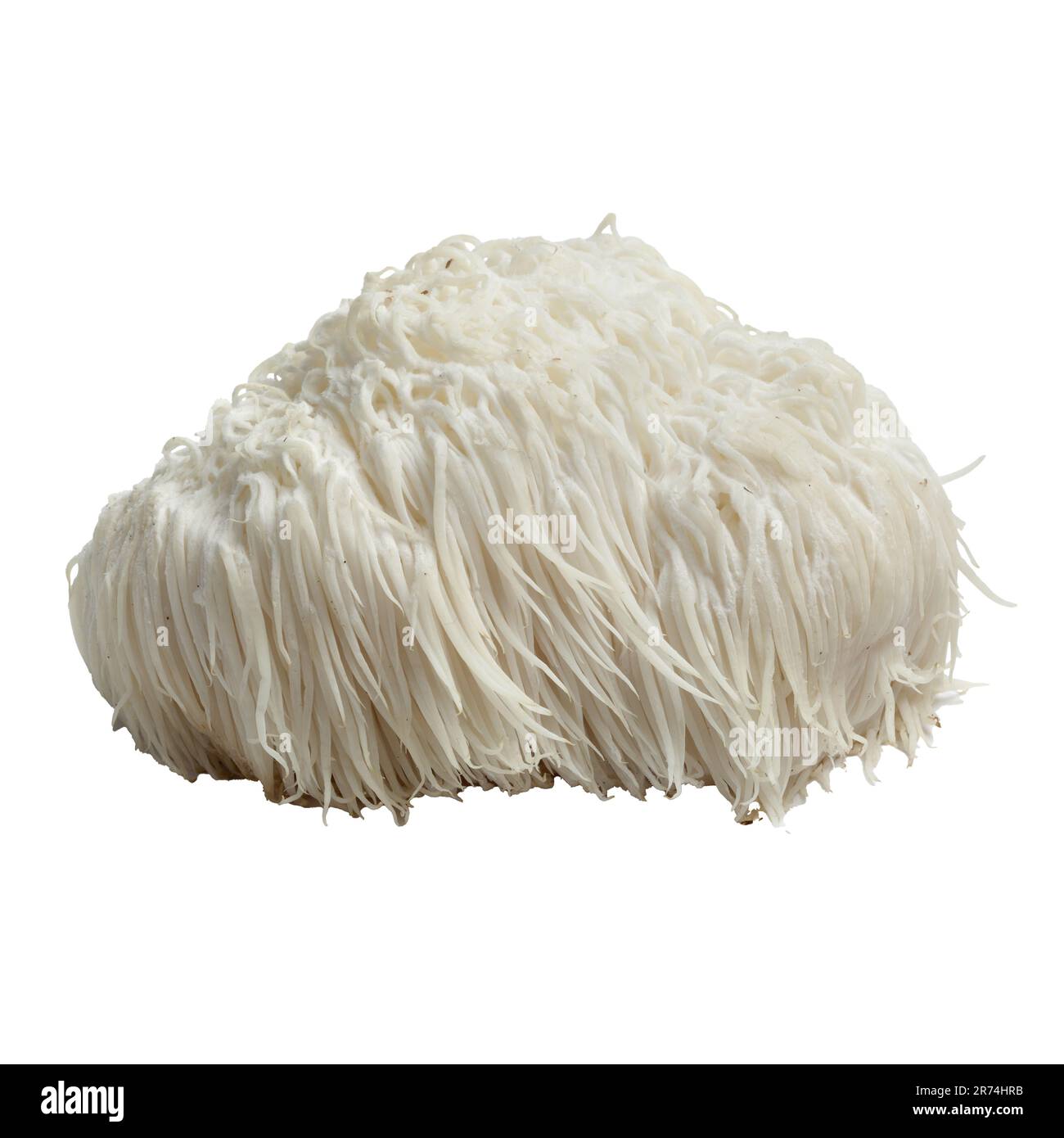 Organic lions mane mushroom in transparent background Stock Photo - Alamy