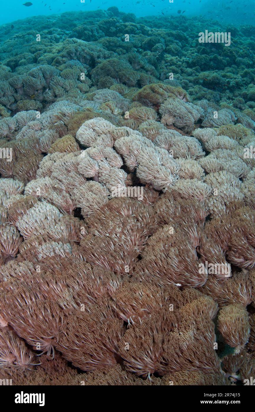 Soft Xenia Coral, Xenia sp, Tugu dive site, Nusa Penida, Bali ...