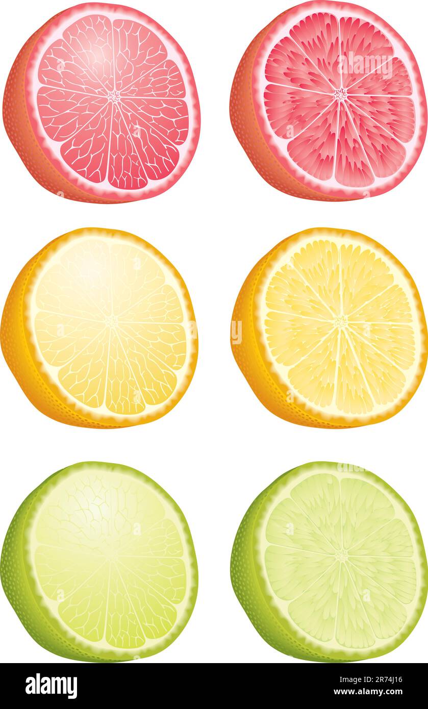Citrus fruits vector Stock Vector Image & Art - Alamy
