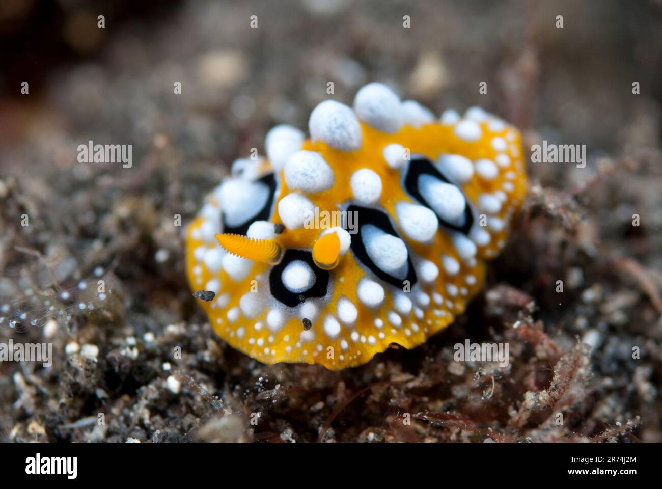 Ocellate Phyllidia Nudibranch, Phyllidia ocellata, Ash Point, Komba ...