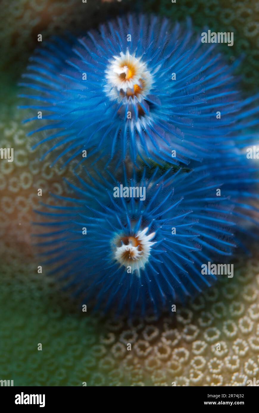 Christmas Tree Worm, Spirobranchus sp, Caldera dive site, Komba Volcano ...