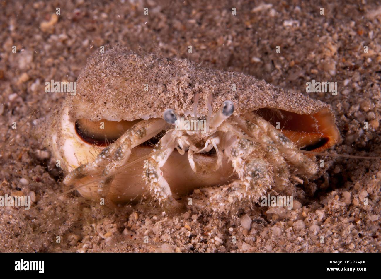 Woodsmasoni Hermit Crab, Dardanus woodmasoni, in Cone Shell, Conus sp ...