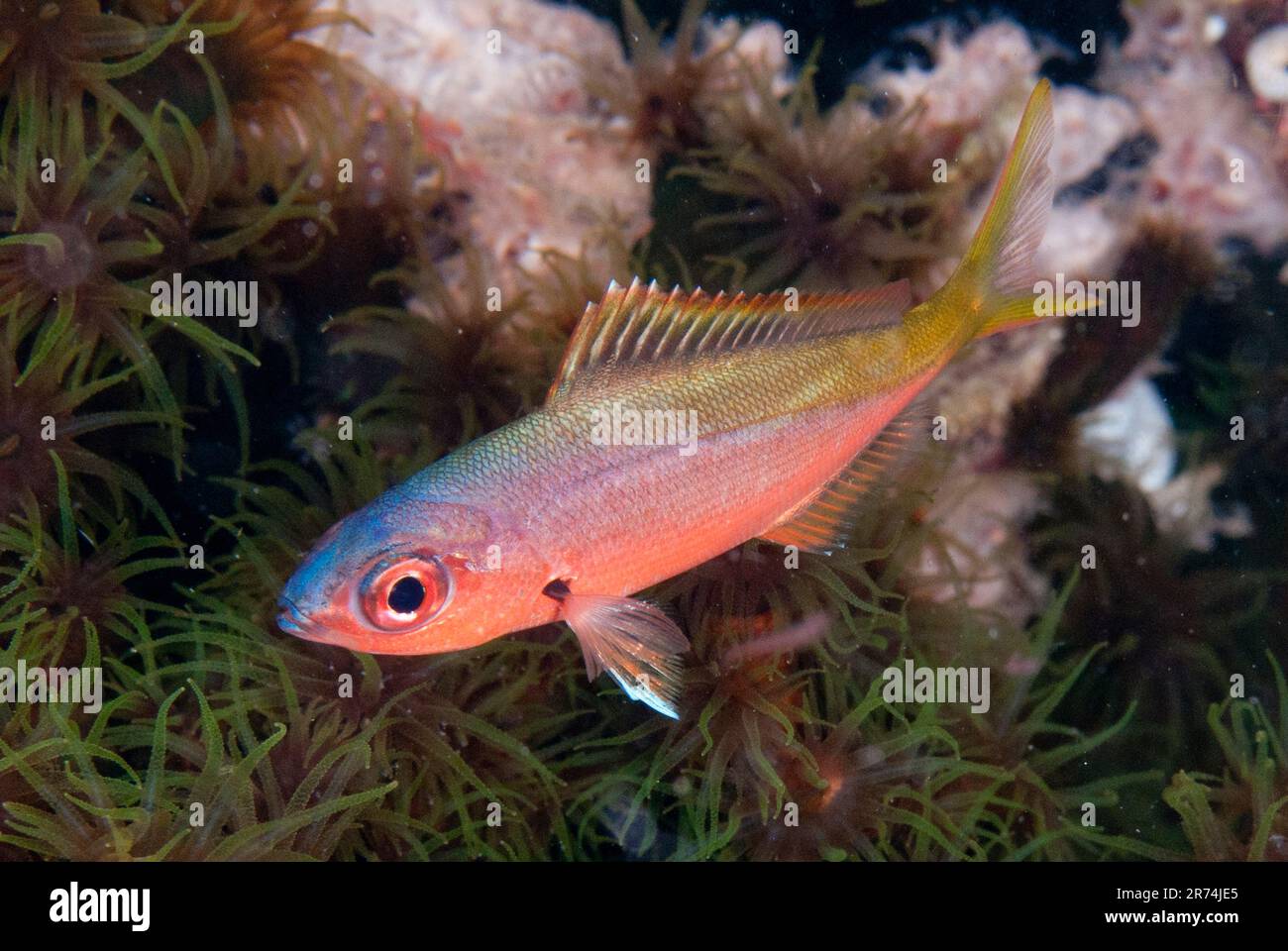Blue and Yellow Fusilier, Caesio teres, with night colors, night dive ...
