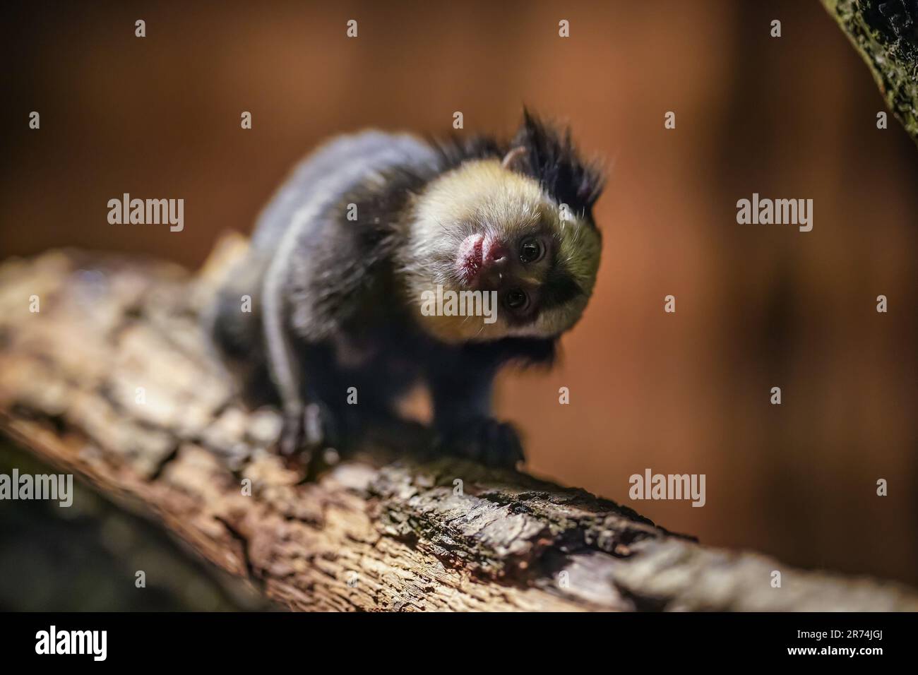 Small White headed marmoset - Callithrix geoffroyi - walking on tree ...