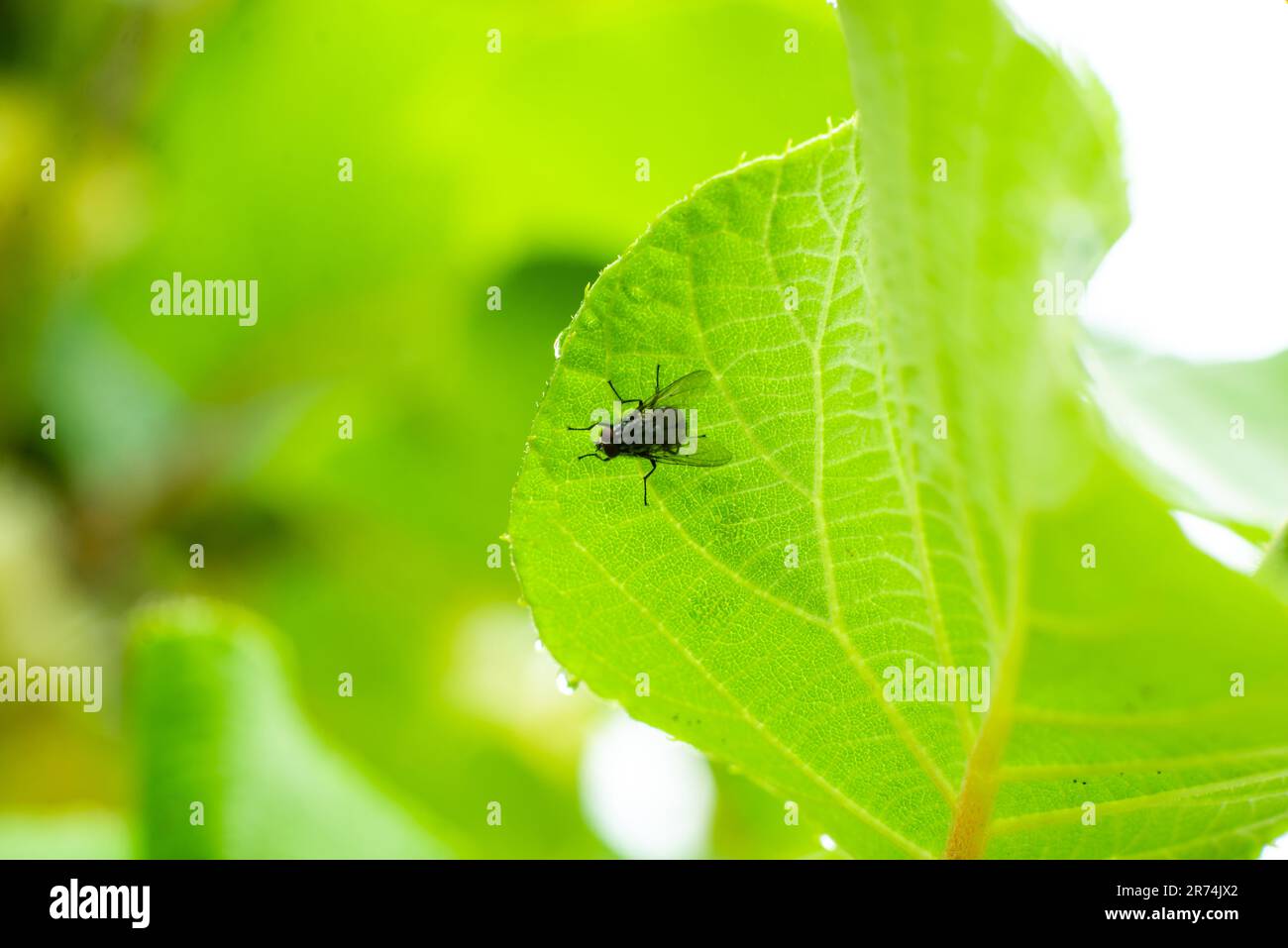 Fly on a green leaf. Insect in wildlife. Bacteria carrier Stock Photo ...