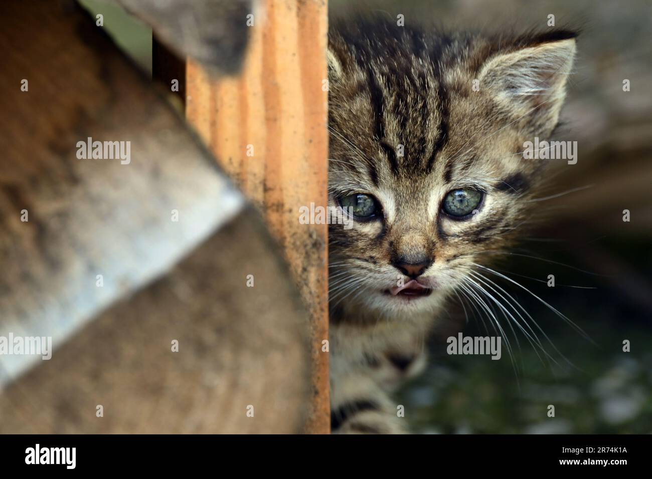 One kitten peeking out from behind wood stack Stock Photo - Alamy