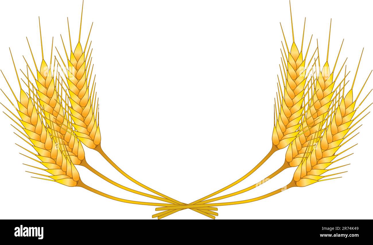 grain isolated on withe background Stock Vector Image & Art - Alamy