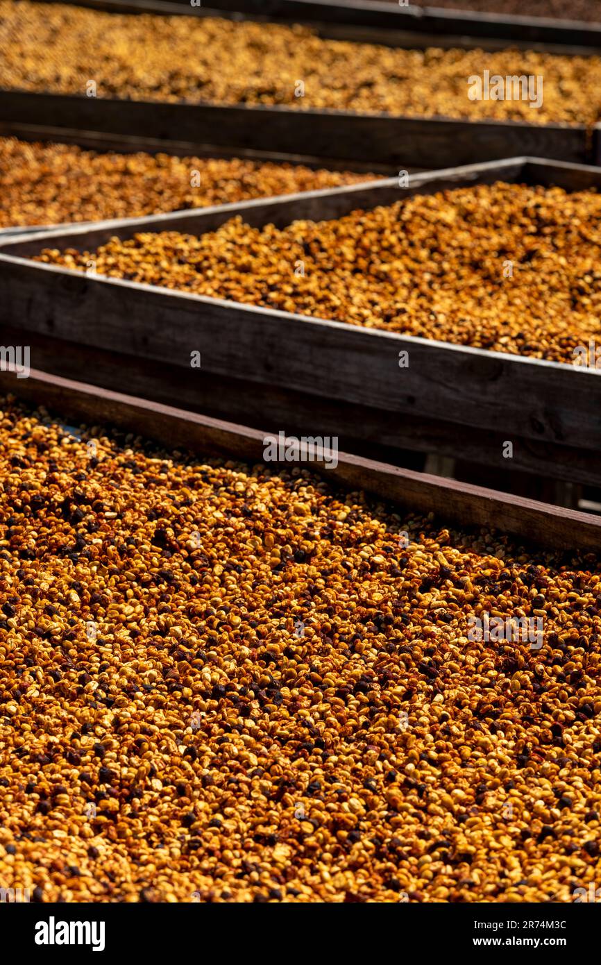 Coffee cherries after harvesting are spread out in the sun. The dry ...