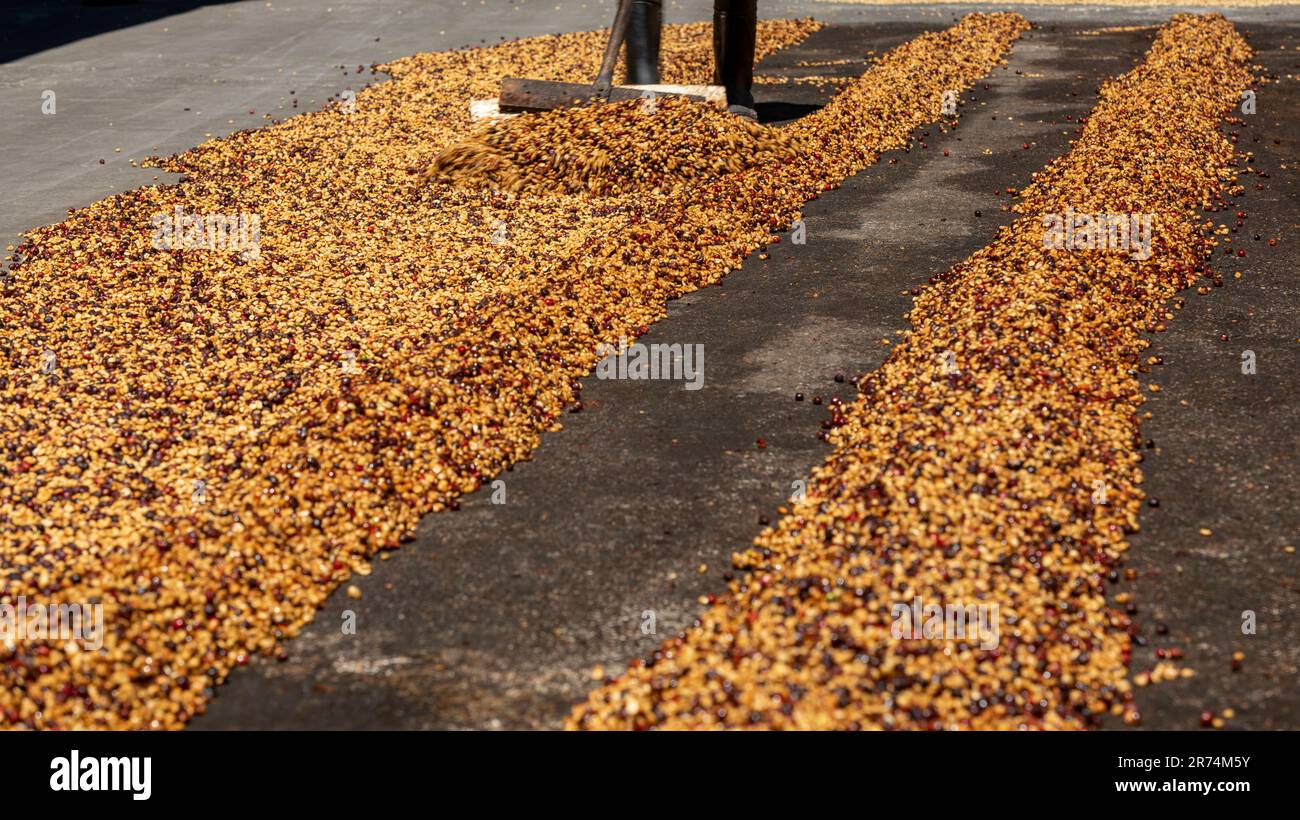 Coffee cherries after harvesting are spread out in the sun. The dry ...