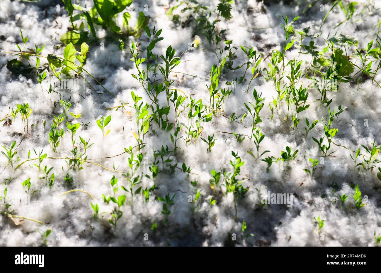 Laatzen, Germany. 13th June, 2023. Poplar fluff covers a roadside in ...