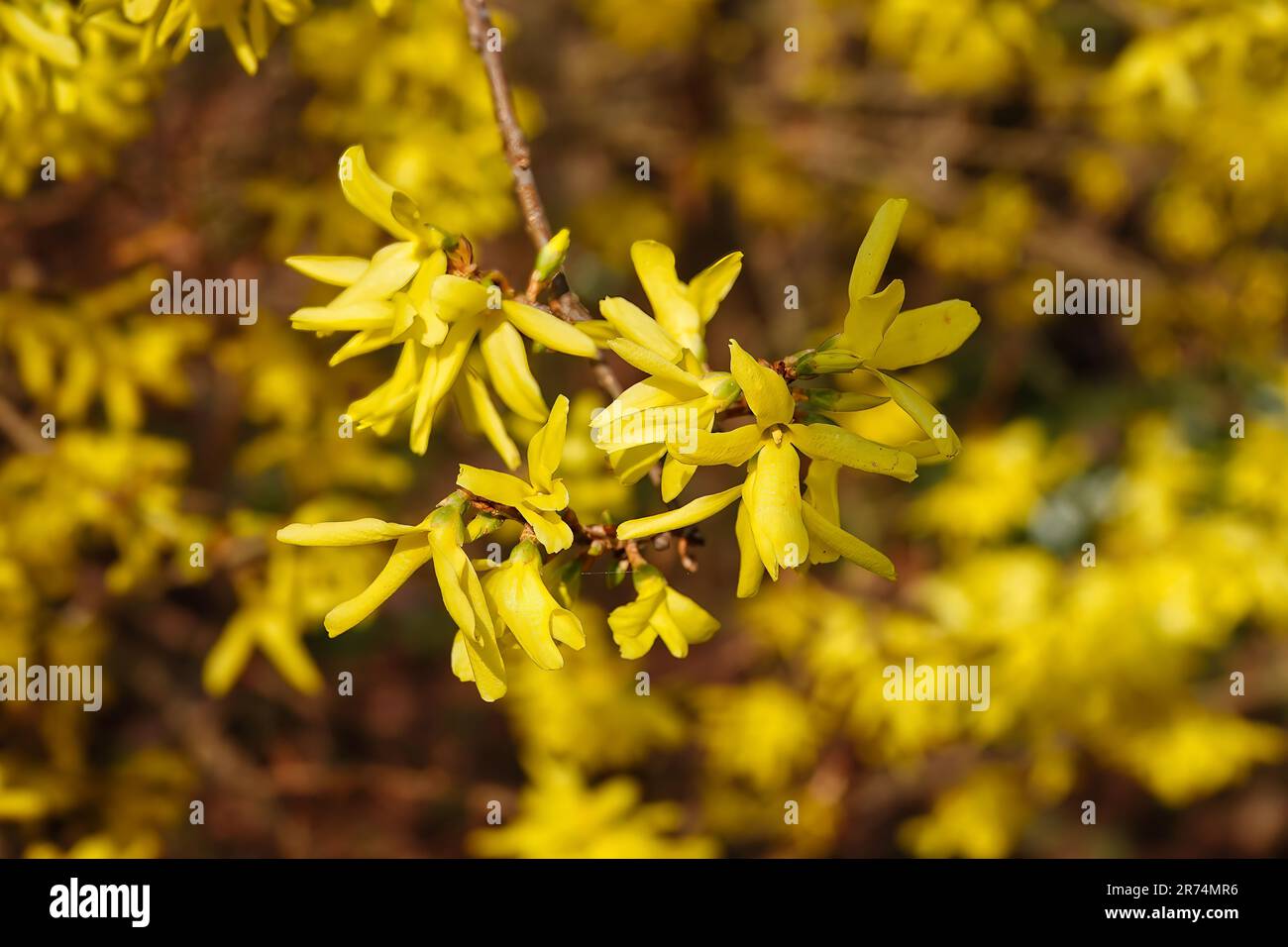Cheerful forsythia hi-res stock photography and images - Alamy