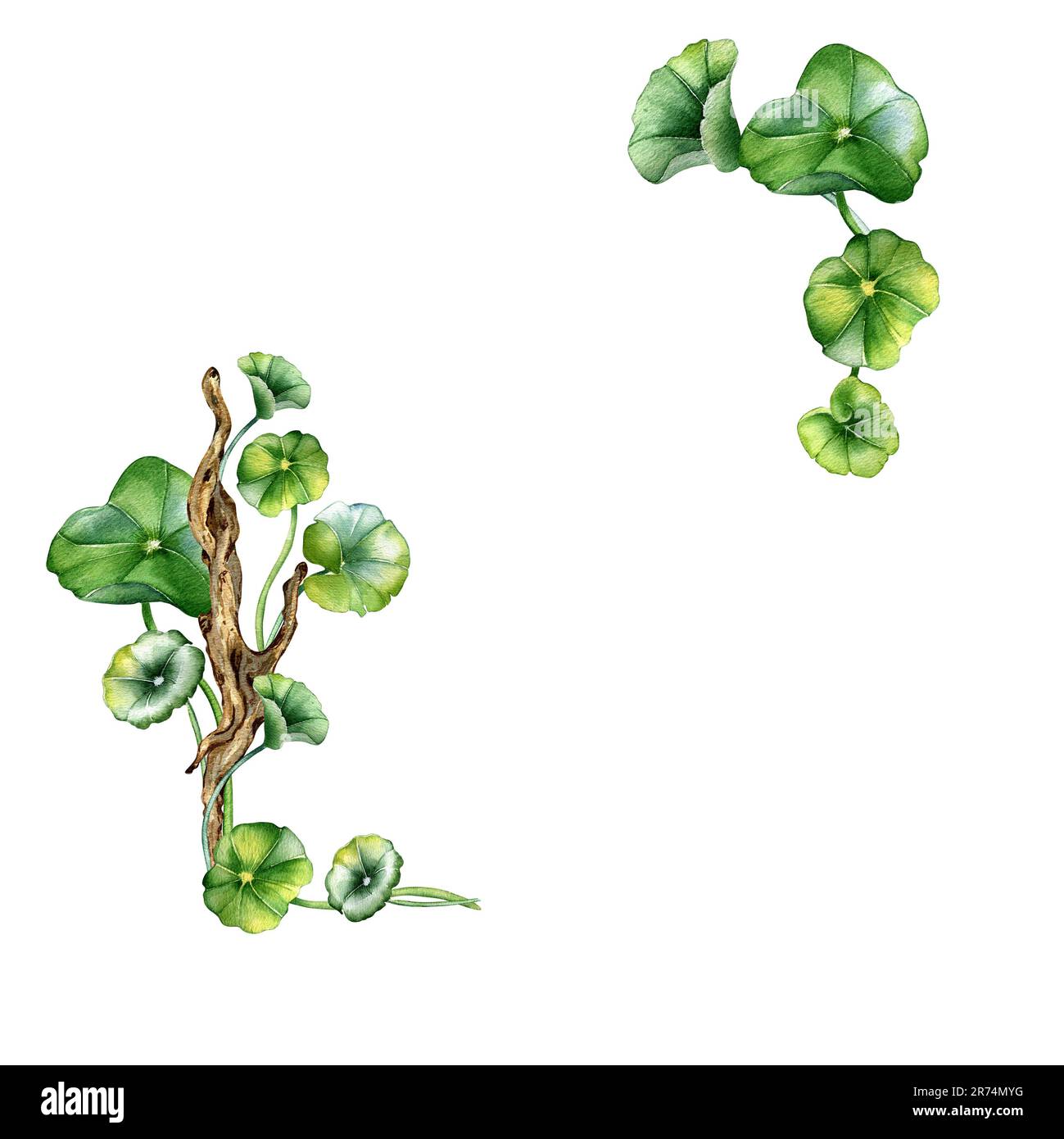 Frame of centella asiatica, wooden branch watercolor illustration ...