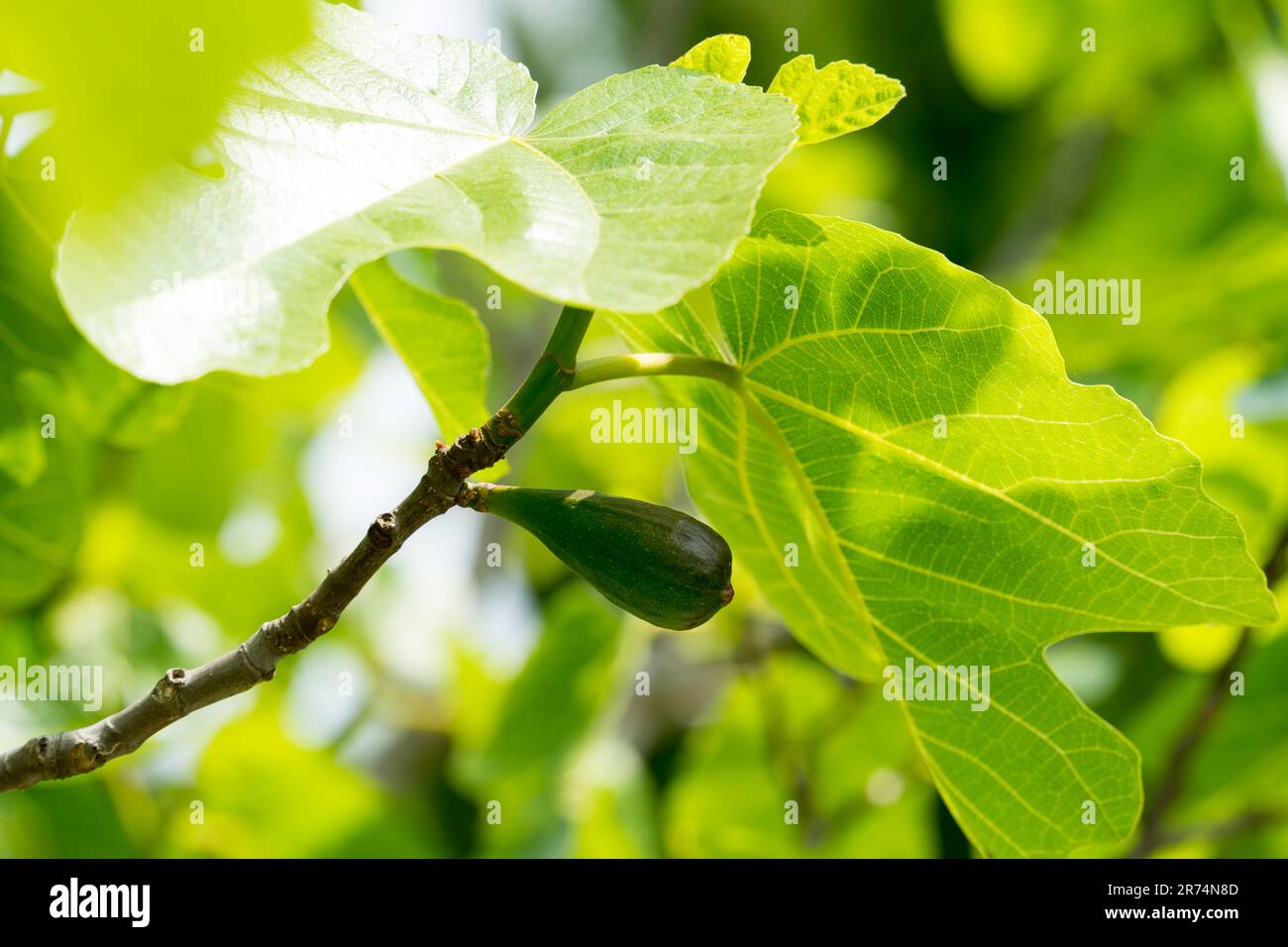 Summer fig tree hi-res stock photography and images - Alamy