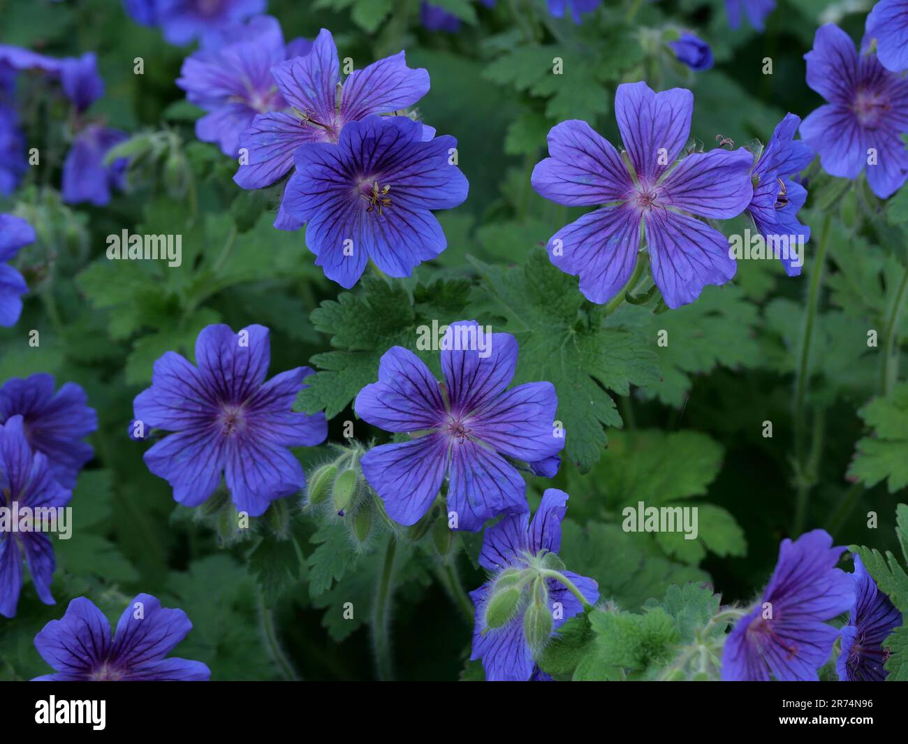 Full frame image of beautiful purple geraniums and green foliage in ...