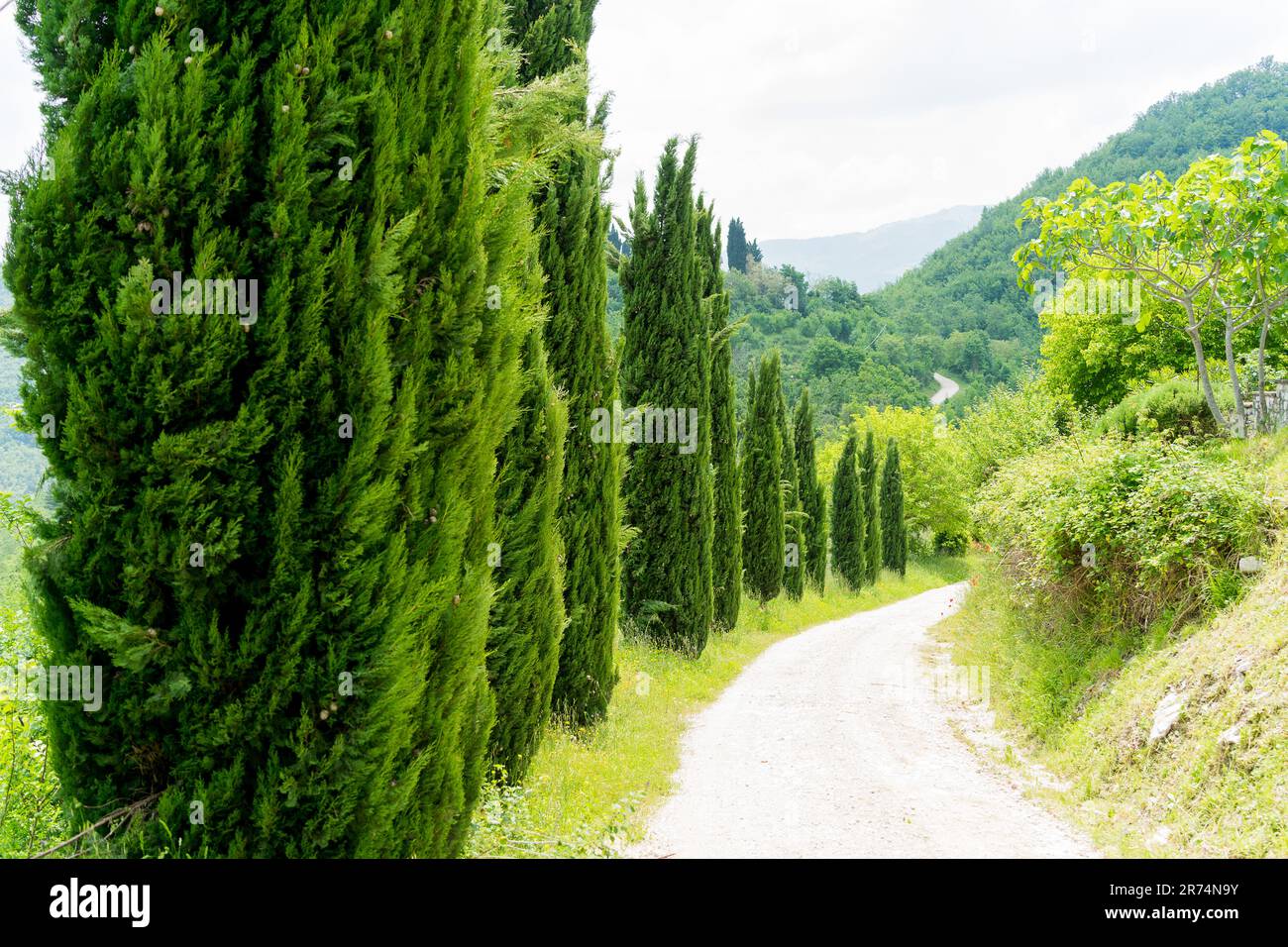 Italy Path with cypresses in nature, an alley with traditional trees ...