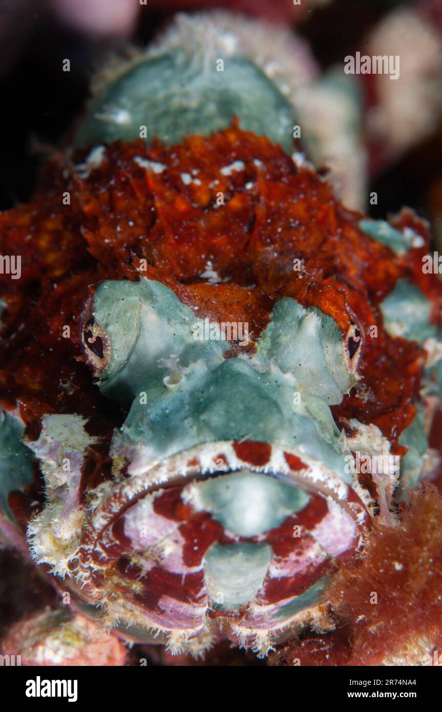 Reta tropical hi-res stock photography and images - Alamy