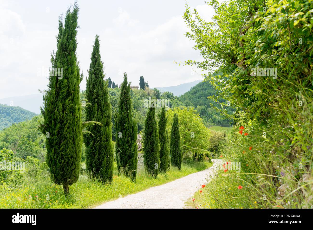 Italy Path with cypresses in nature, an alley with traditional trees ...