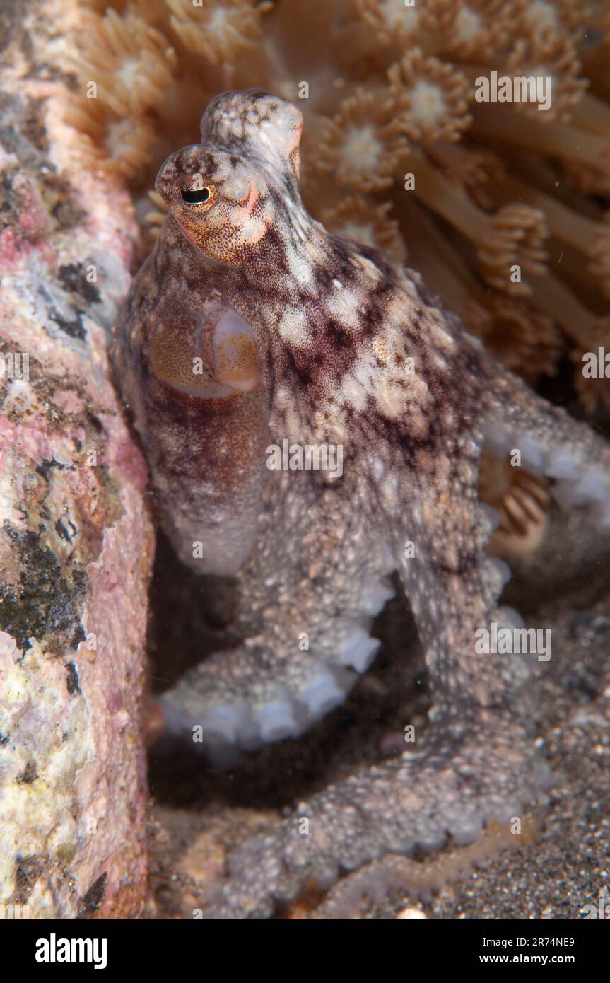 Veined Octopus, Amphioctopus marginatus, Mosque Muck dive site, near ...