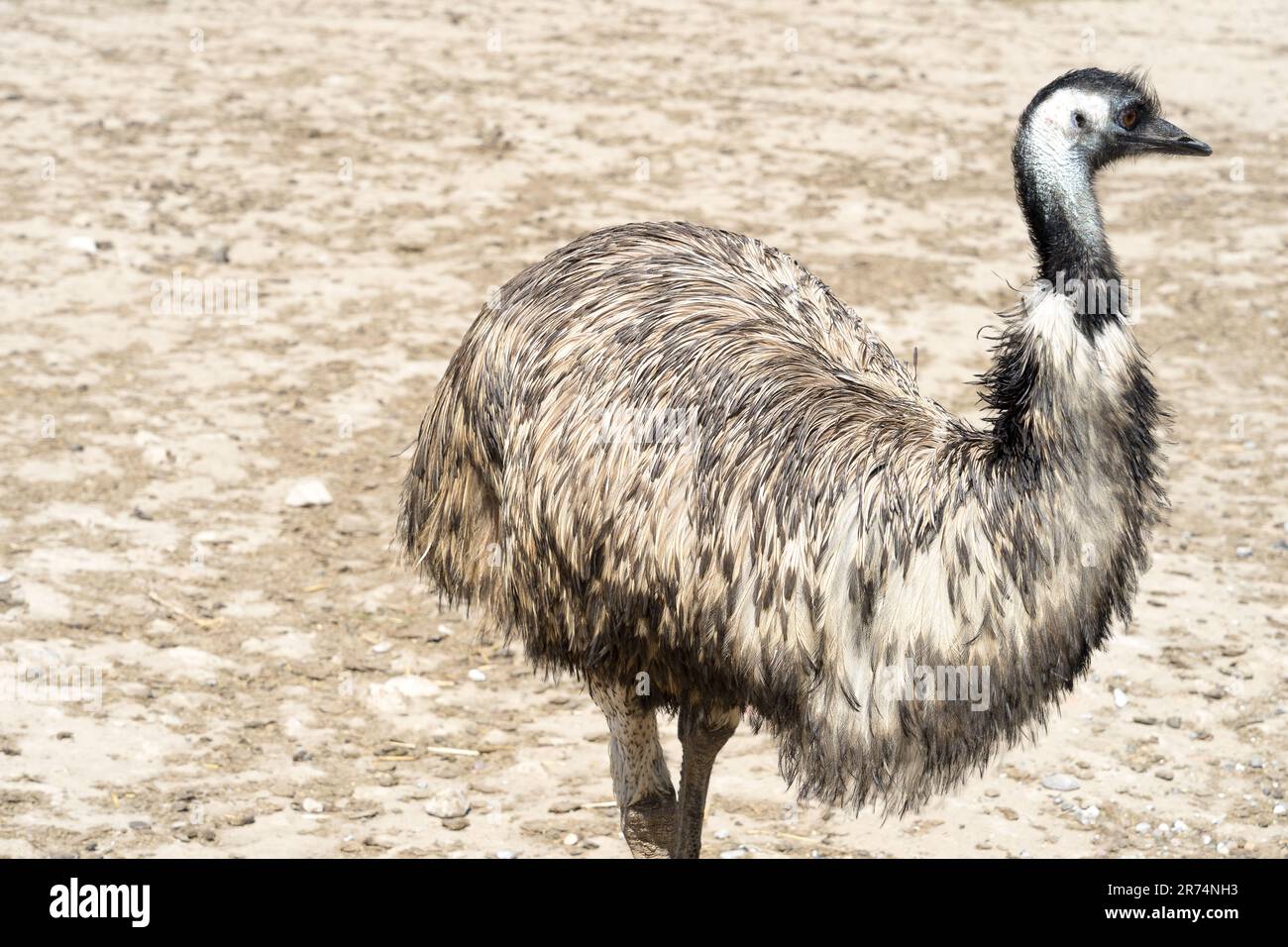 Emu farm in germany hi-res stock photography and images - Alamy
